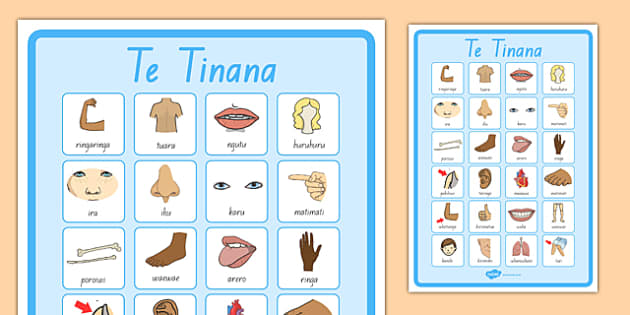 My Body Vocabulary Poster Māori (Hecho por educadores)