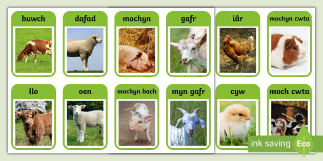 Cardiau Fflach Anifieiliaid Fferm/Farm Animal Flashcards Welsh