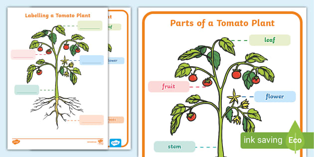 Parts Of A Tomato Plant KS1 Science Twinkl