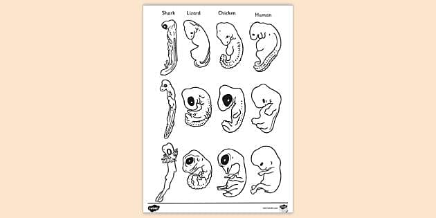 Embryonic Similarities Colouring Sheet | Colouring Sheets