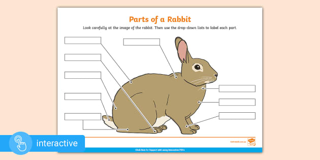 Parts of a Rabbit Interactive Labelling Worksheet - Twinkl