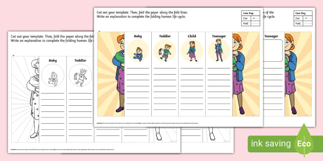 Human Folding Life Cycle Template (teacher made) - Twinkl