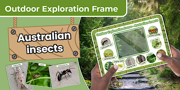Outdoor Exploration Frame - Australian Insects