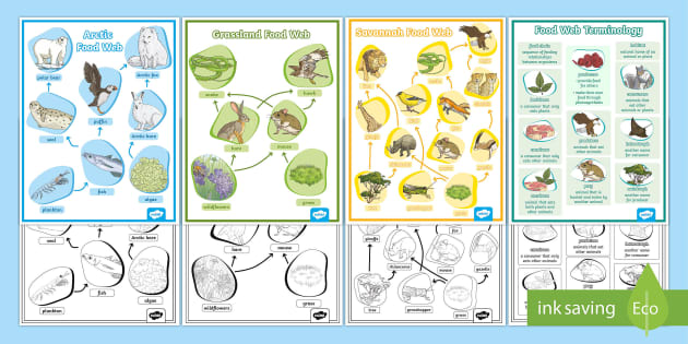 Food Web Posters | Printable Display Resources | Science