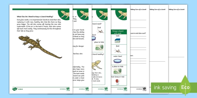 KS1 How to Look After a Lizard Differentiated Reading Comprehension ...