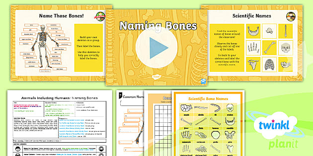 Science: Animals Including Humans: Naming Bones Year 3 Lesson Pack 3