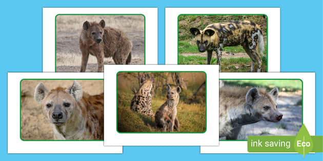 Photos of Hyenas Photo Pack (teacher made) - Twinkl