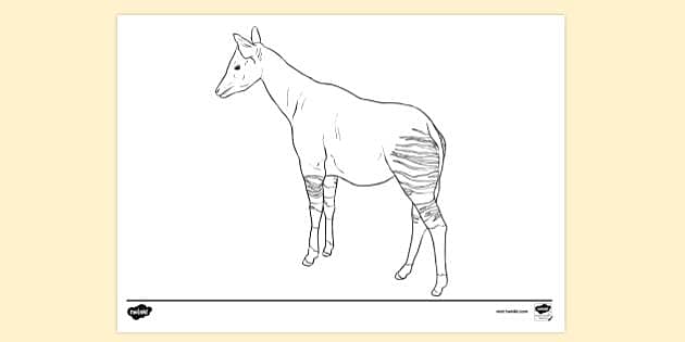 Okapi Colouring | Colouring Sheets (Teacher-Made) - Twinkl