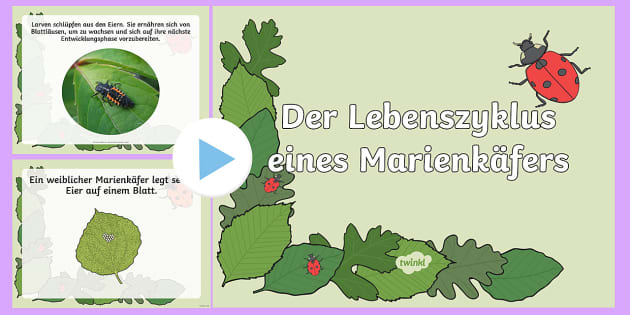 Der Lebenszyklus eines Marienkäfers PowerPoint Präsentation Der Lebenszyklus eines Marienkäfers PowerPoint Präsentation