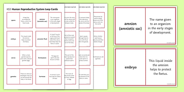 Human Reproductive System Loop Cards