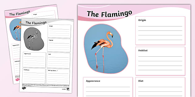 Flamingo Fact File Template (teacher made) - Twinkl