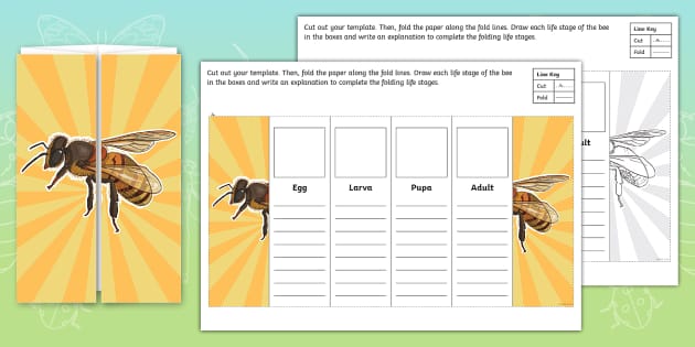 Bee Folding Life Stages Template (teacher made) - Twinkl