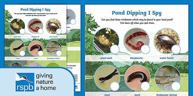 FREE! - Pond Dipping I Spy (Ages 7 - 11) (teacher made)
