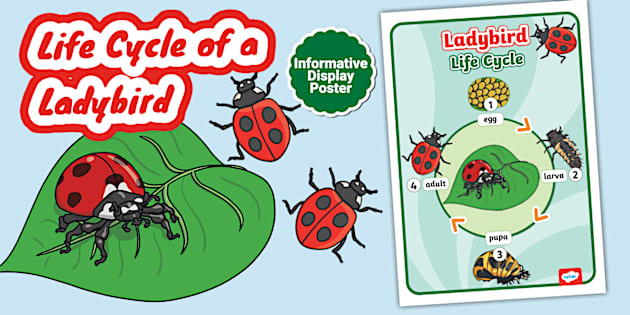 Life Cycle of a Ladybird Display Poster