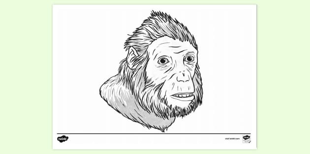 Proconsul Head Colouring Sheet | Colouring Sheets - Twinkl