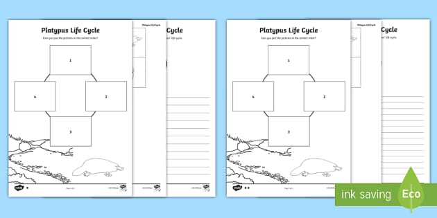 Platypus Life Cycle Worksheet / Worksheet (teacher made)