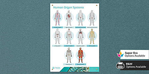 Human Organ Systems Poster | KS3 Biology | Beyond