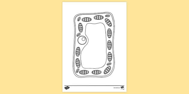 the plant cell to color worksheet