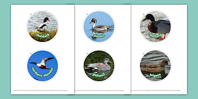 * NEW * Duck Circle Photo Cut-Outs (teacher made) - Twinkl