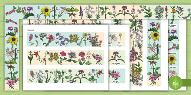 Canadian Spring Flowers Classroom Display Borders - Twinkl