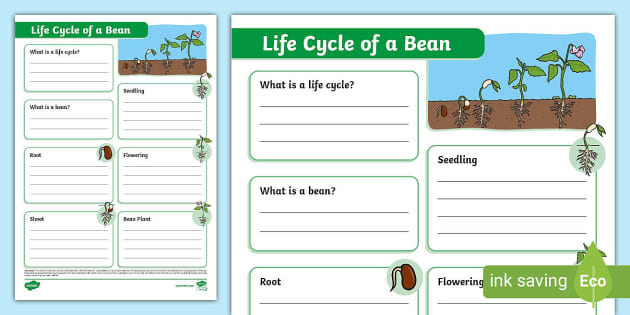 Life Cycle Of a Bean Fact File Template (Teacher-Made)