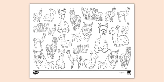 Alpaca Doodle Colouring Page (teacher made) - Twinkl