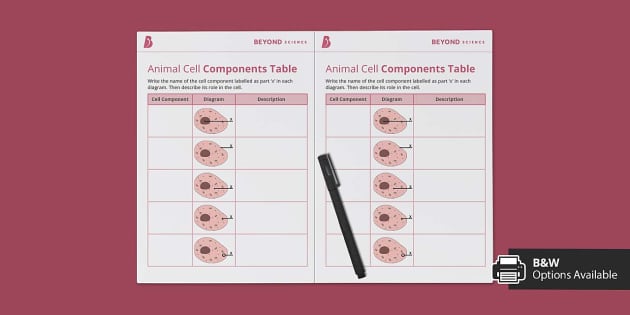Animal Cell Components Table | Biology | Beyond - Twinkl