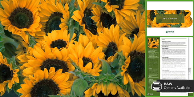 FREE! - Parts of a Flower Lesson Pack | Plant Reproduction