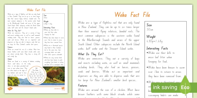 New Zealand Native Birds: Weka Fact File (teacher made)