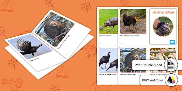 All About Turkeys Emergent Reader (teacher made) - Twinkl