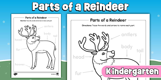 Kindergarten Parts of a Reindeer Worksheet