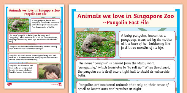 * NEW * Animals we love in Singapore Zoo — Pangolin Fact File