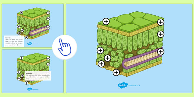 Structure of the Leaf Picture Hotspots (teacher made)