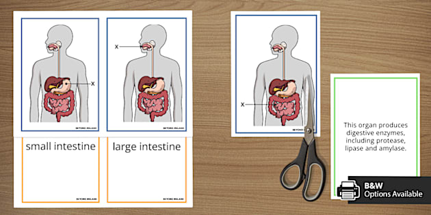 Digestive System Find a Friend Card Sort