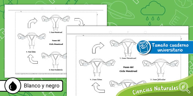 Hoja | Colorear | Fases | Ciclo | Menstrual| Biología