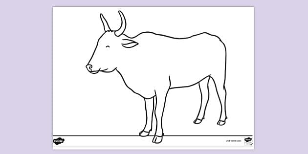 Ox_Colouring Sheet (Teacher-Made) - Twinkl