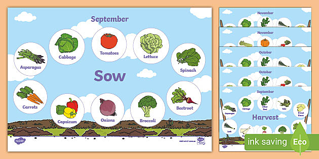 Spring Months - Vegetables to Sow and Harvest (teacher made)