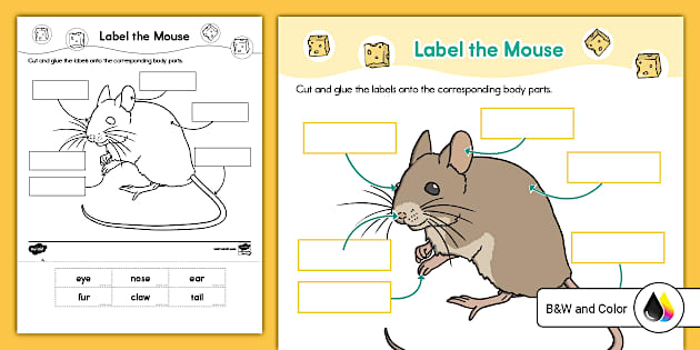 Label the Mouse Worksheet teacher made Twinkl