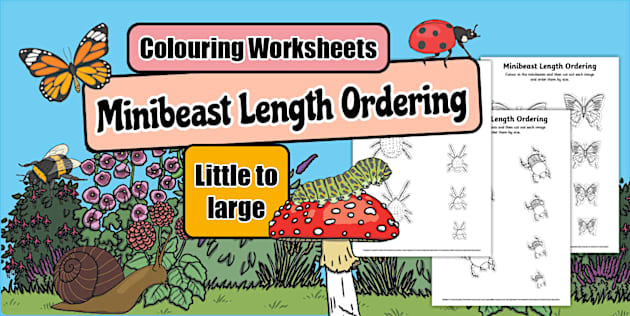 Minibeast Length Ordering Colouring Worksheets