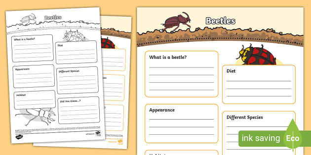 Beetle Fact File Template (creat de profesori) - Twinkl