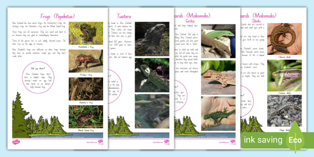 New Zealand Native Animals - Reptiles and Frogs Fact Files