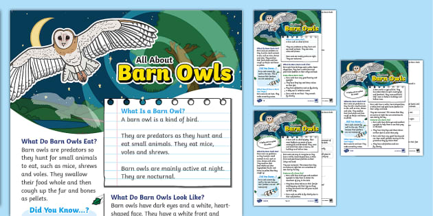 KS1 All About Barn Owls Differentiated Reading Comprehension Activity