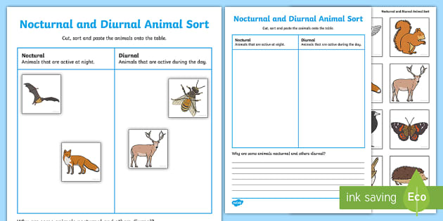 Nocturnal Animals and Diurnal Animals Worksheet | Primary