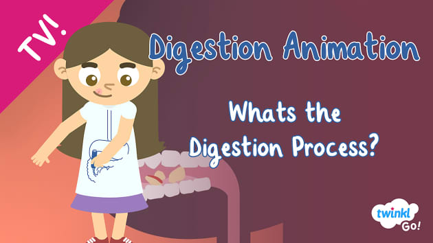 The Digestion Process Animation | Twinkl Go! (teacher made)