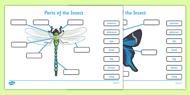 Parts of the Insect Activity - parts of the insect, insects