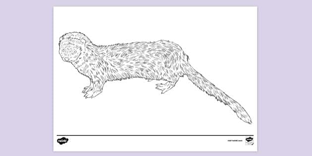 Mink Colouring Sheet | Colouring Sheets (Teacher-Made)