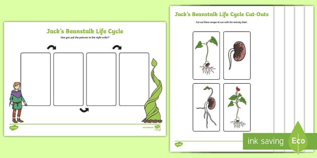 Jack's Beanstalk Life Cycle Worksheet / Worksheet