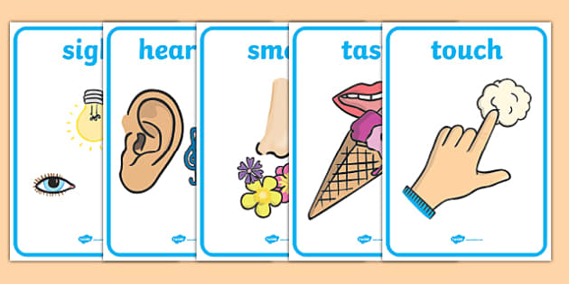 FREE 5 Senses Display Posters 5 Sense Organs Pictures For Kids