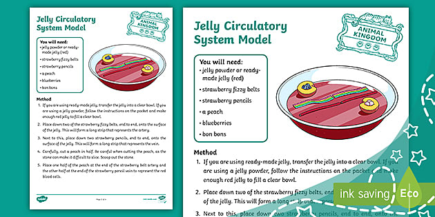 Circulatory System Experiments For Kids - Science - Twinkl