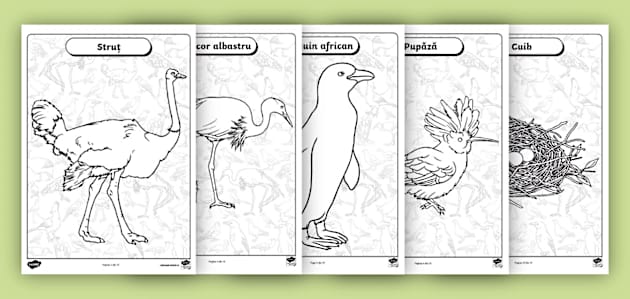 Păsări – Desene de colorat (creat de profesori) - Twinkl
